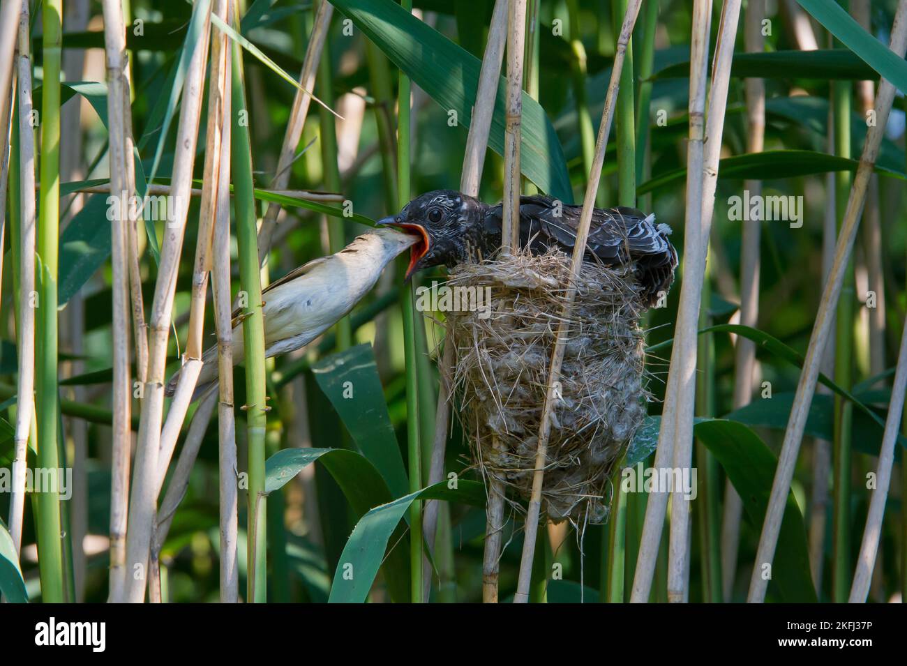 common cuckoo in nest of eurasian reed warbler Stock Photo - Alamy