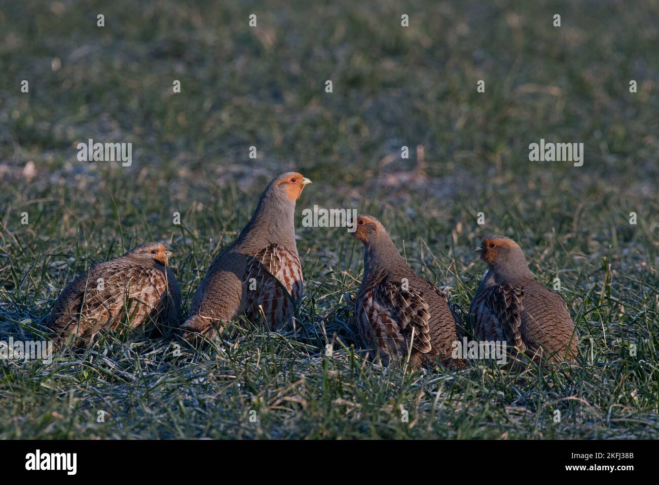 Group of grey partridges partridge hi-res stock photography and images ...