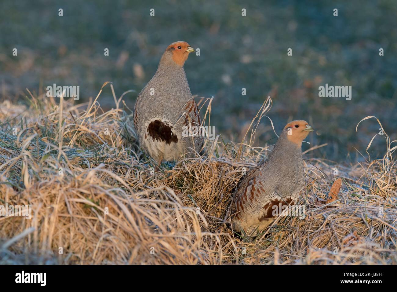Two grey partridges hi-res stock photography and images - Alamy