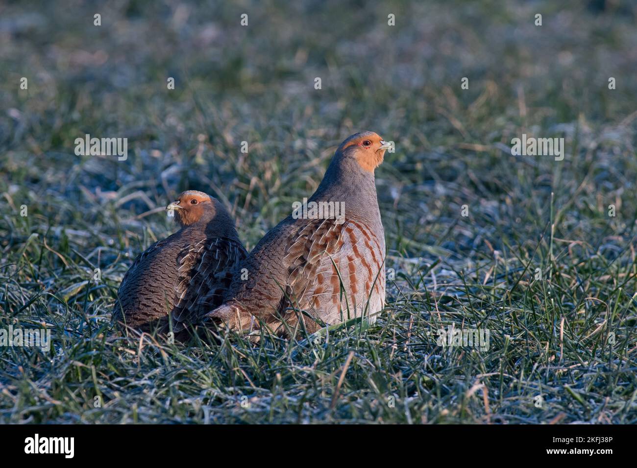 Two grey partridges hi-res stock photography and images - Alamy
