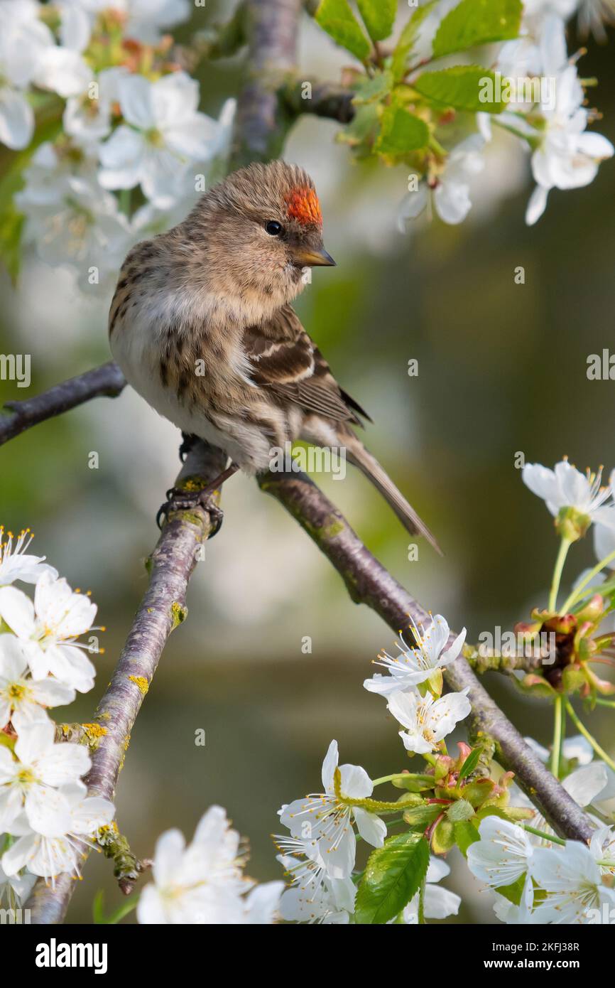 Redpolls songbirds hi-res stock photography and images - Alamy
