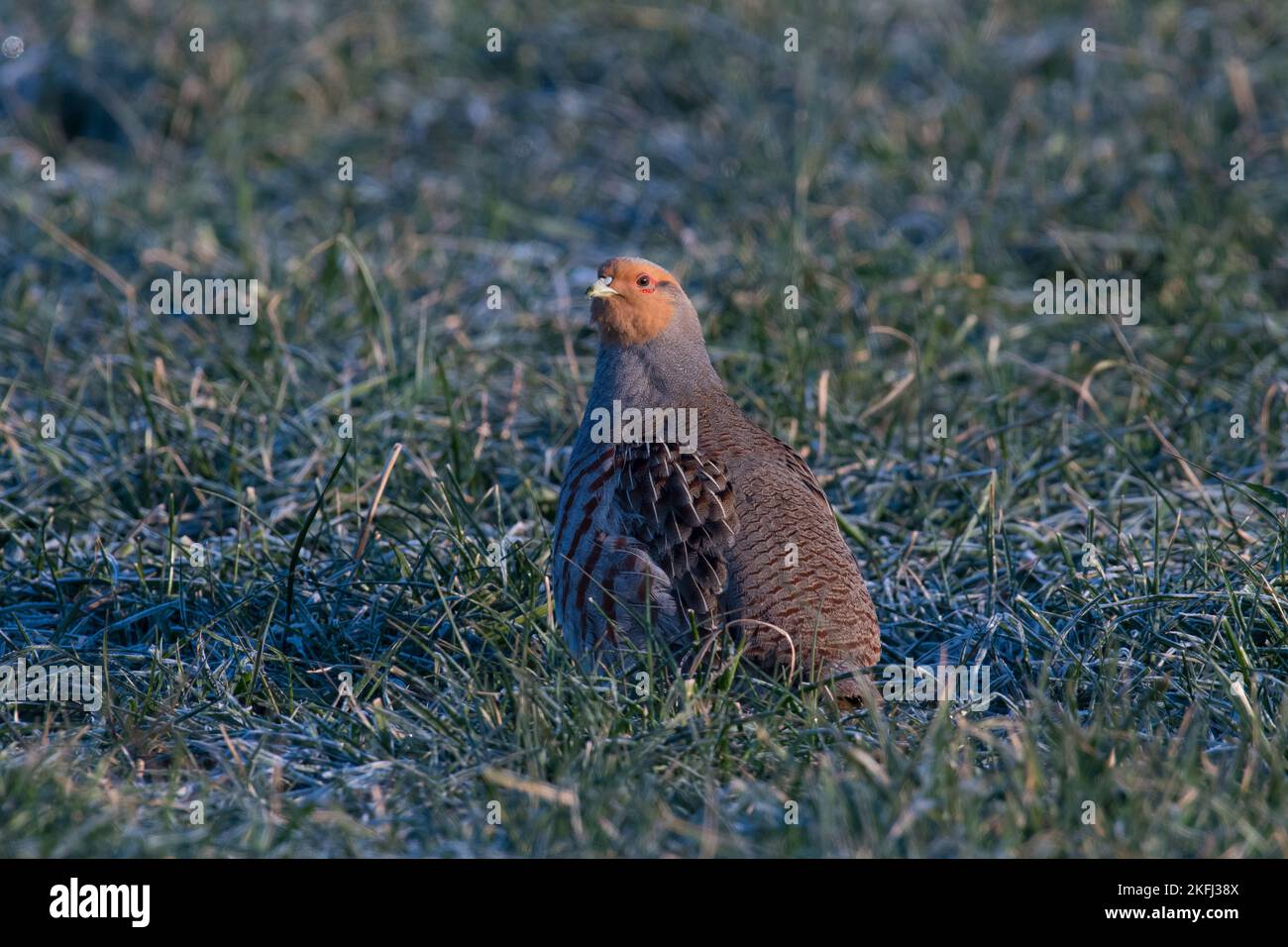 Partridges gray one single adult hi-res stock photography and images ...