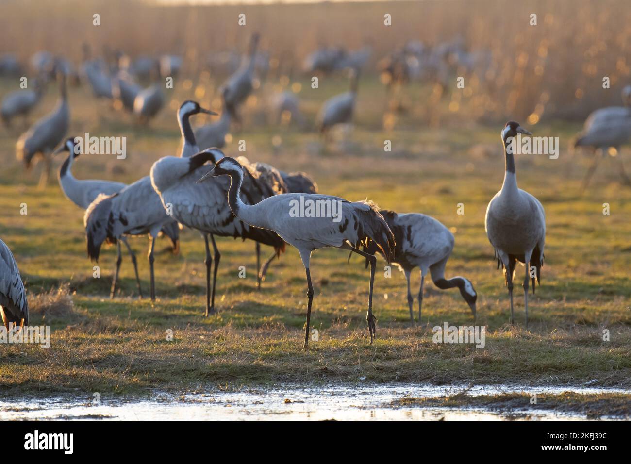 Cleaning cranes hi-res stock photography and images - Alamy
