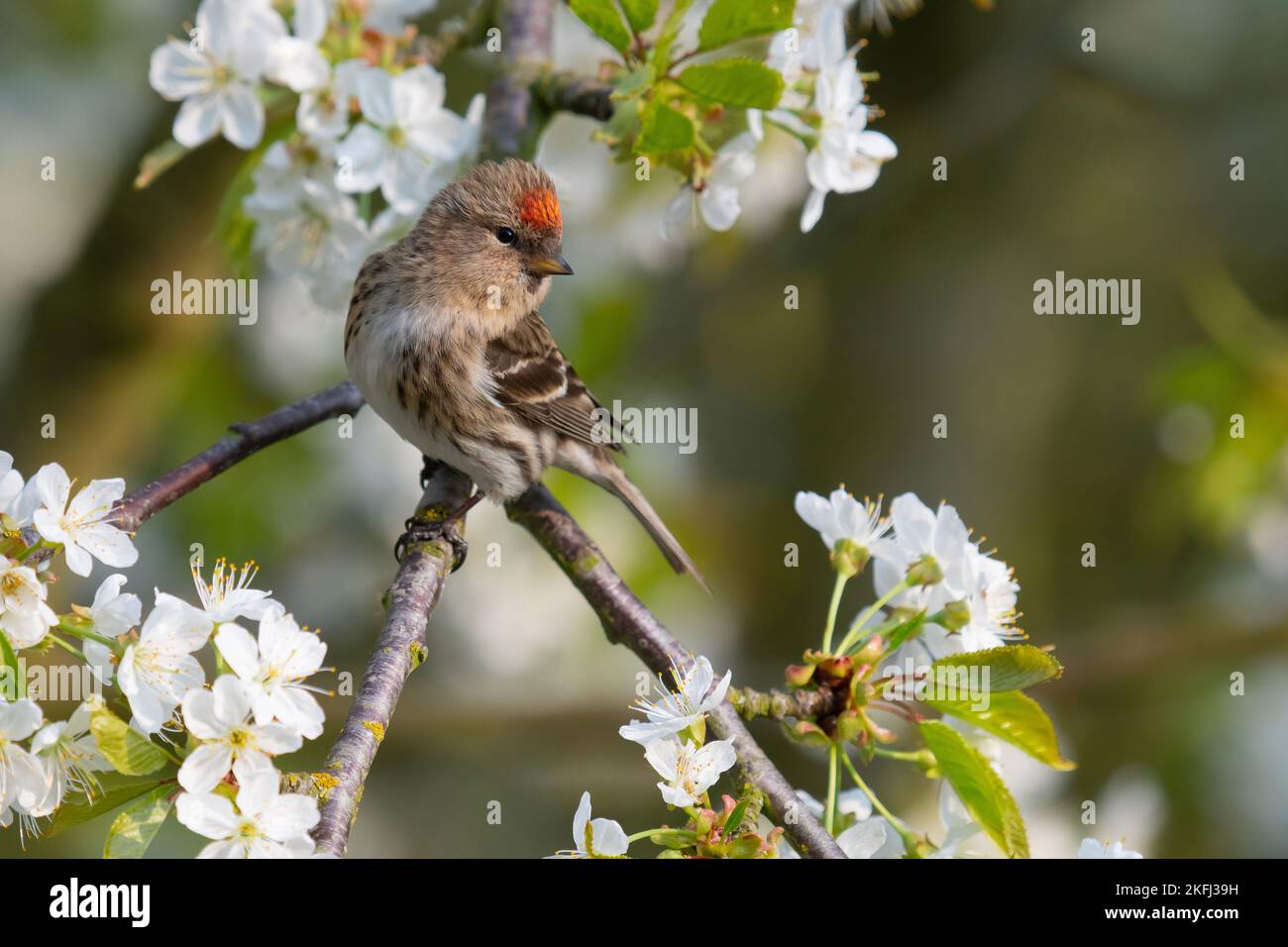 Redpolls songbirds hi-res stock photography and images - Alamy