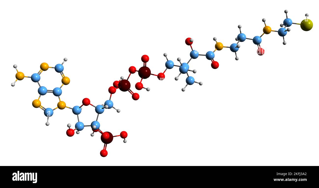 3D image of Coenzyme A skeletal formula - molecular chemical structure ...