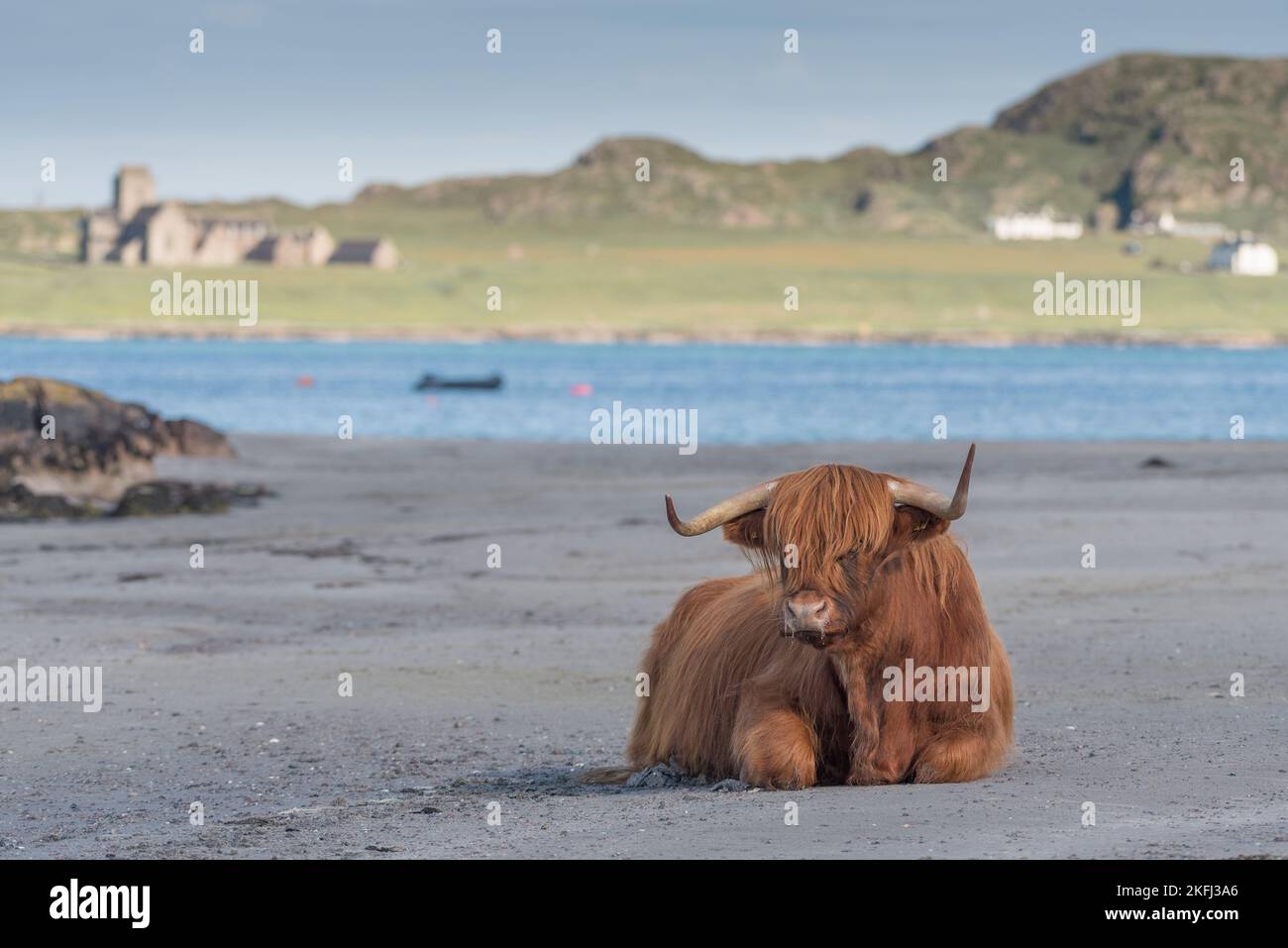Highland cow sat on the beach looking at the camera. Sea in the ...