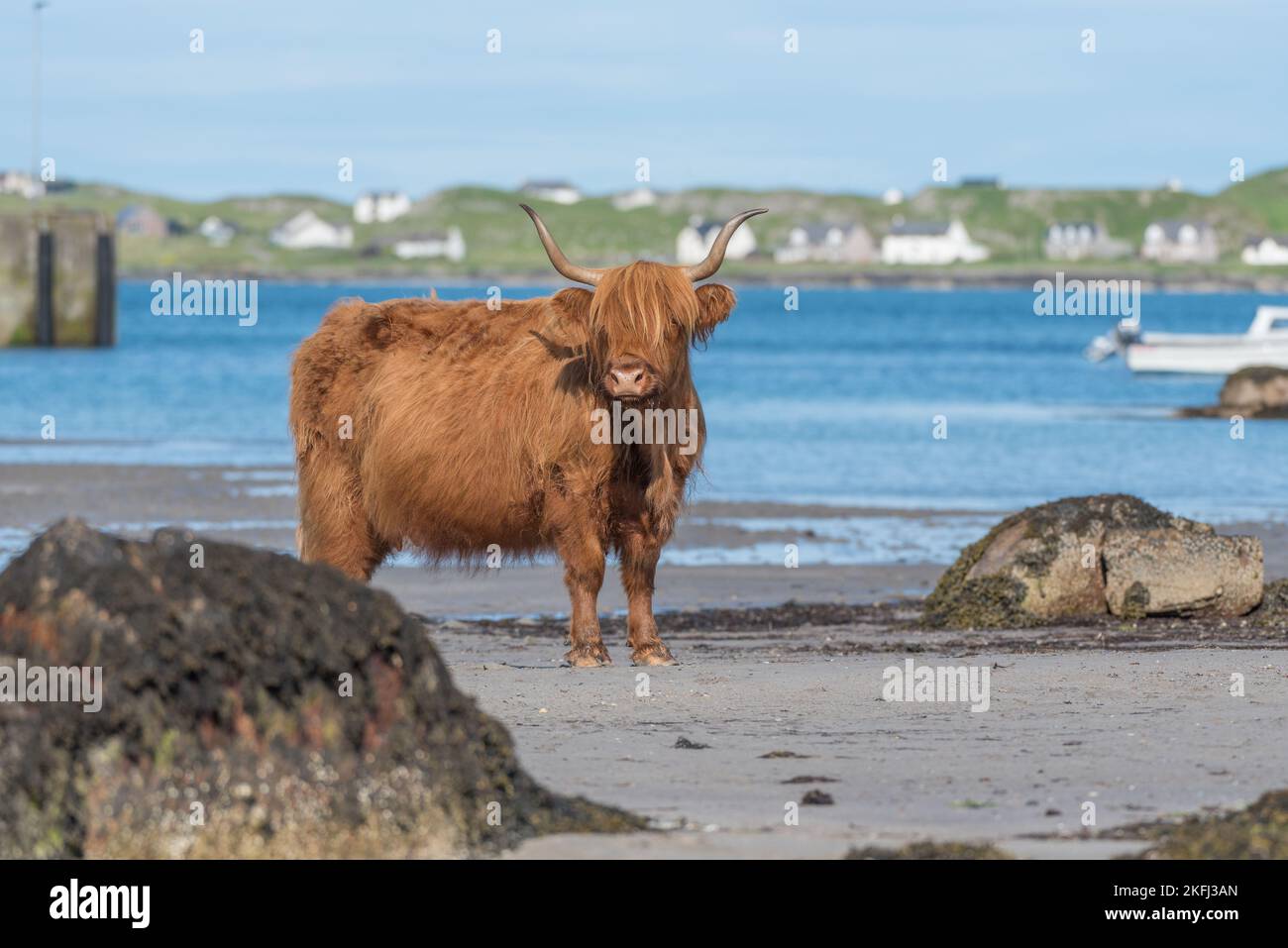 Highland cow stood on the beach looking at the camera. Sea in the ...