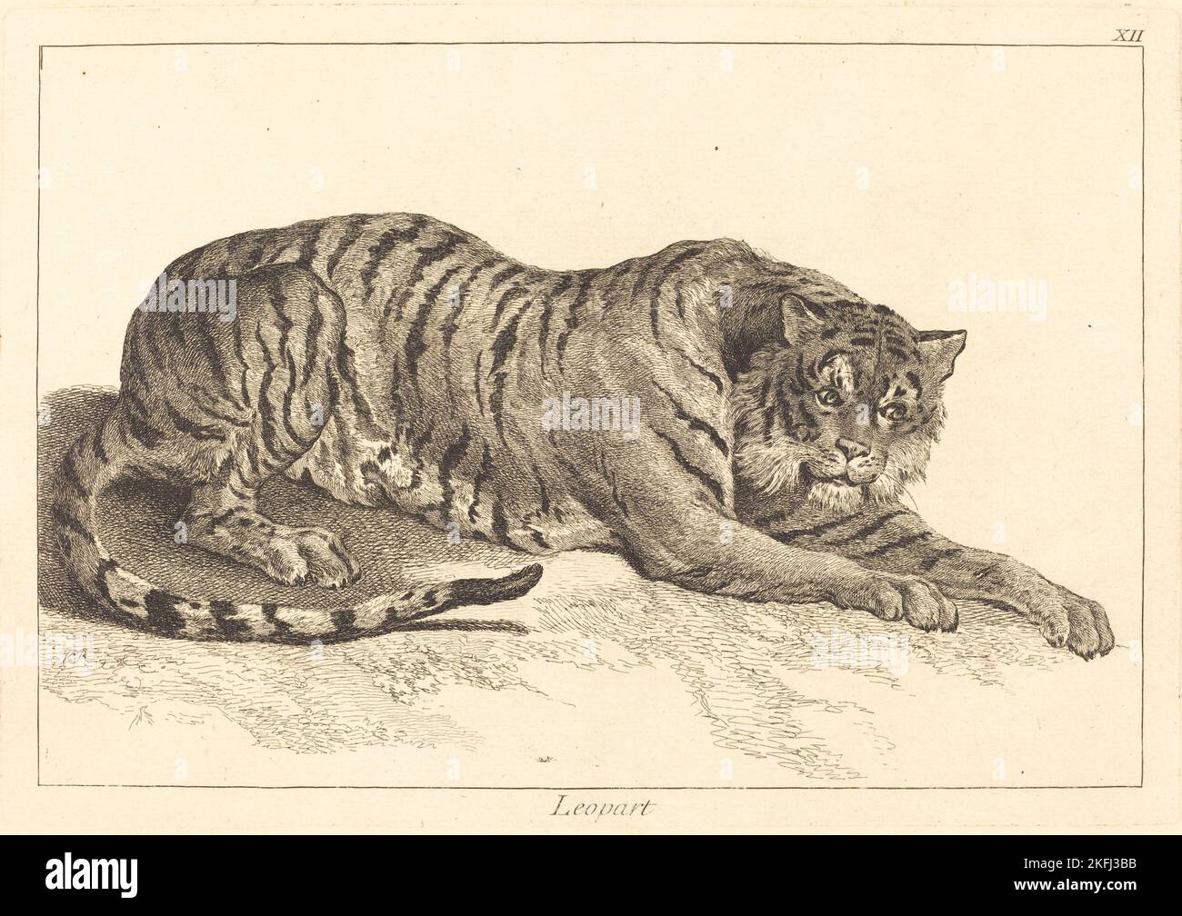 Leopart hi-res stock photography and images - Alamy