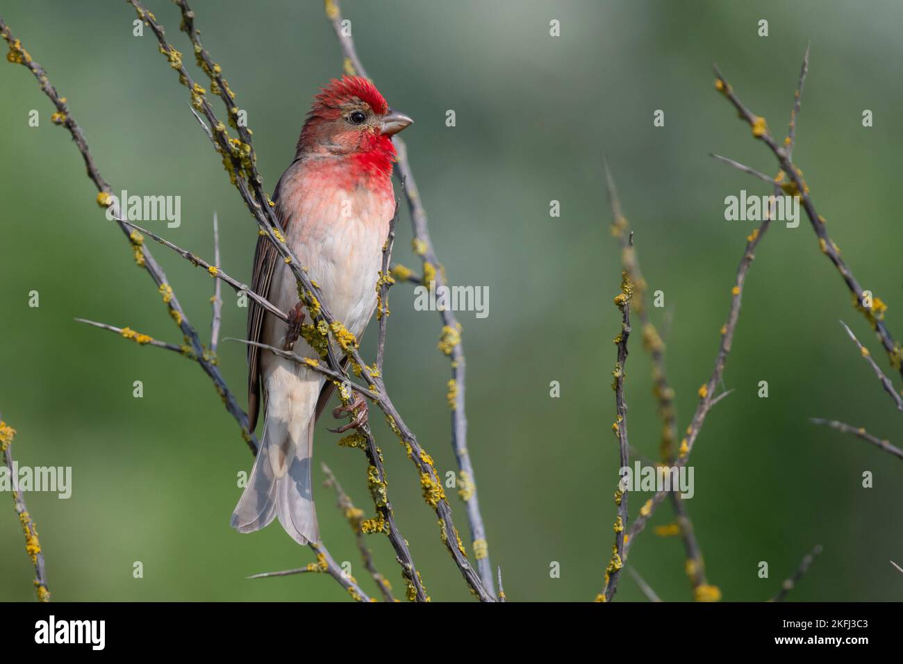 Rosefinch rosefinches hi-res stock photography and images - Alamy
