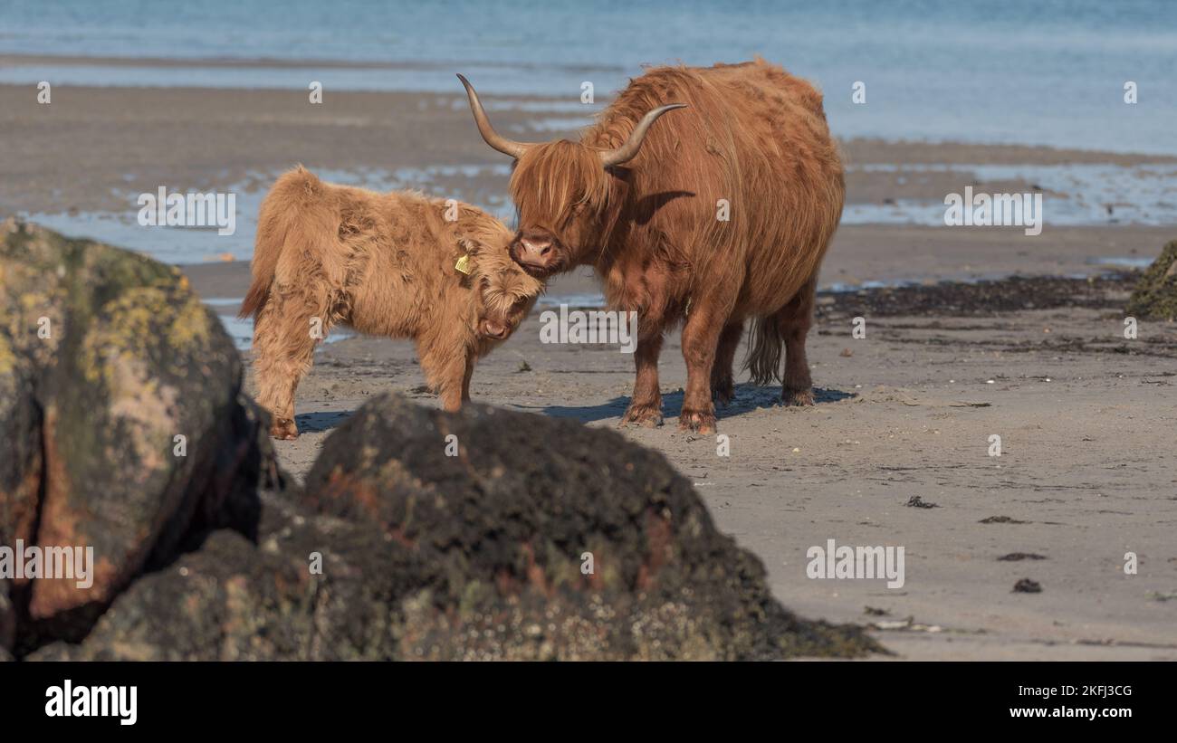 Highland cattle on the beach with sea in the background. Adult and calf ...