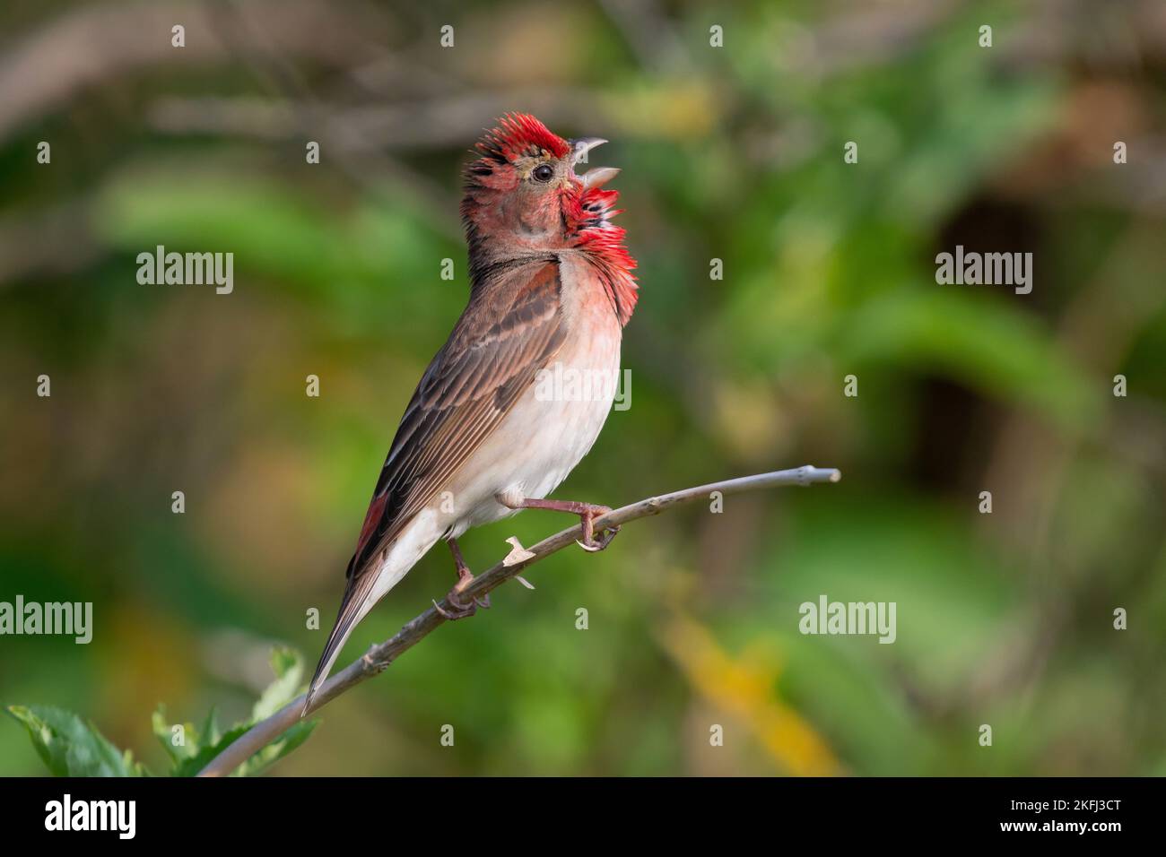 Common rosefinches hi-res stock photography and images - Alamy