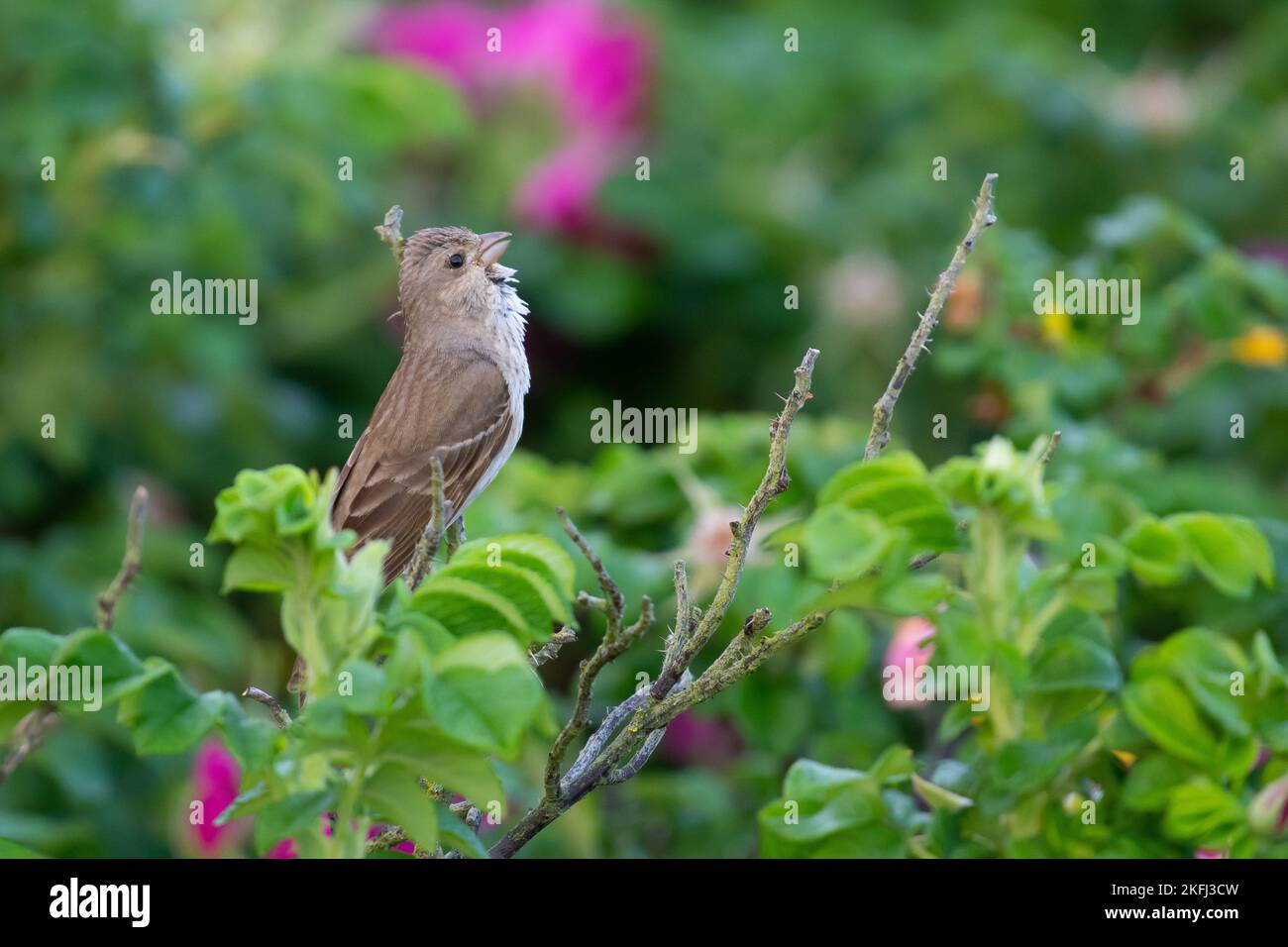 Rosefinches hi-res stock photography and images - Alamy