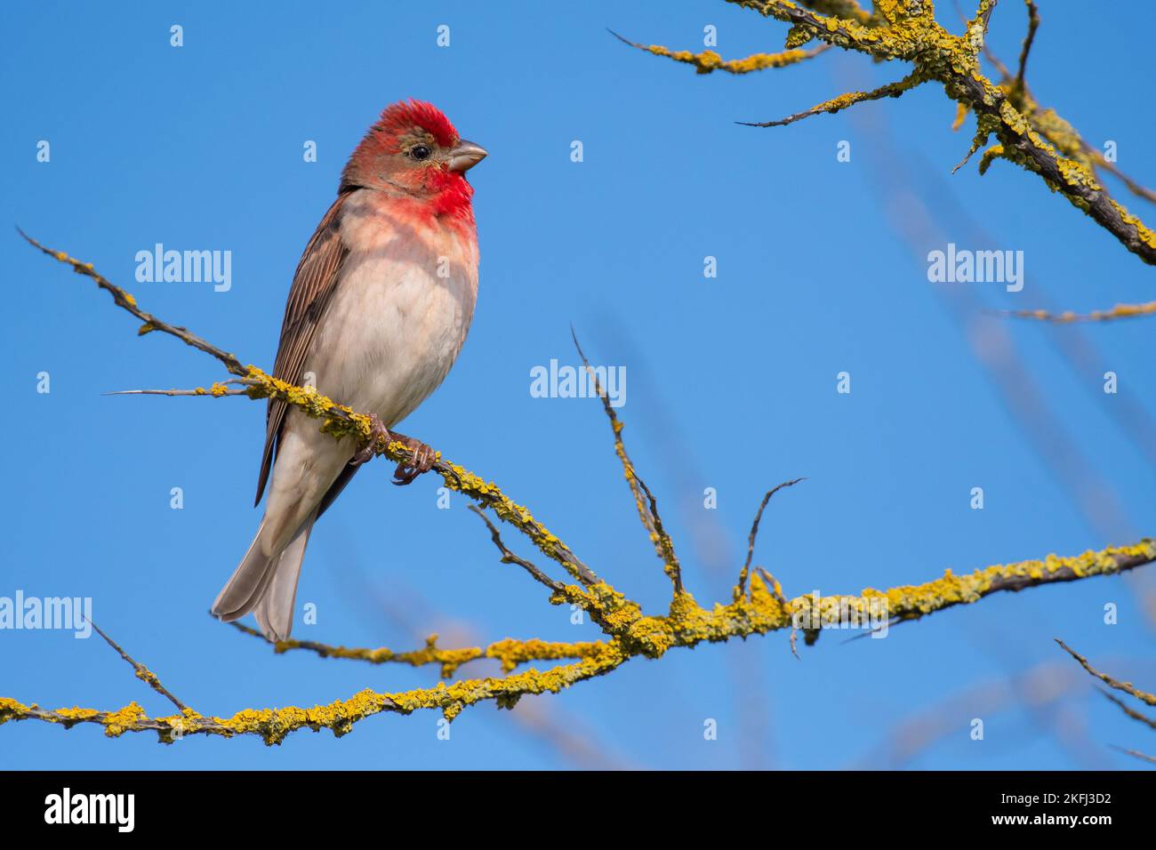 Common rosefinches hi-res stock photography and images - Alamy