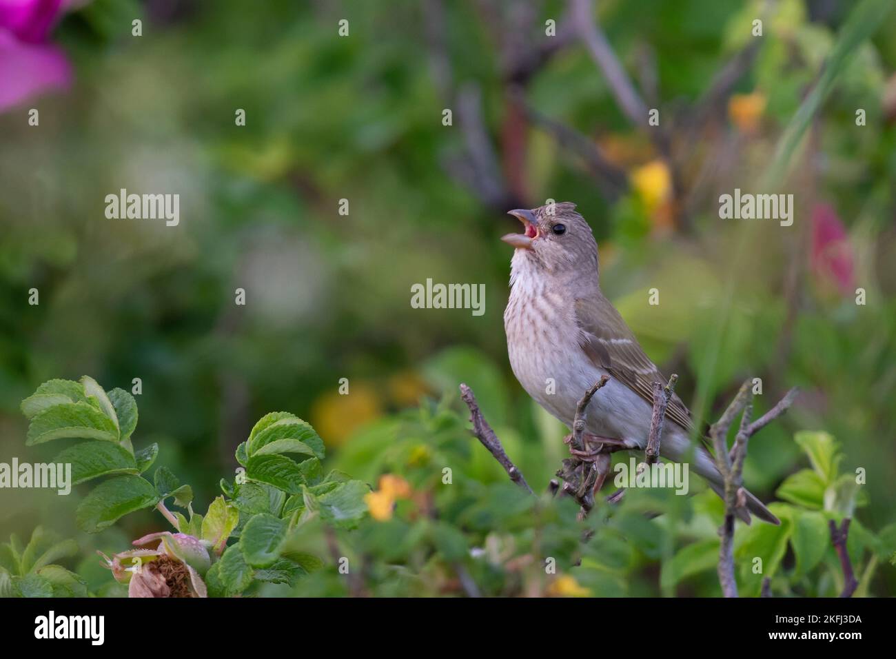 Common rosefinches hi-res stock photography and images - Alamy