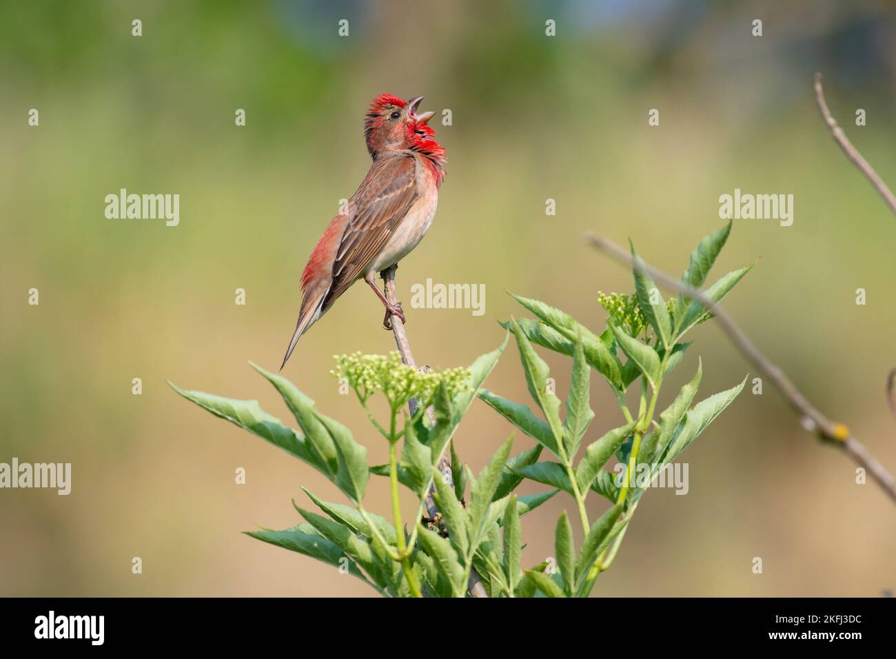 Common rosefinches hi-res stock photography and images - Alamy