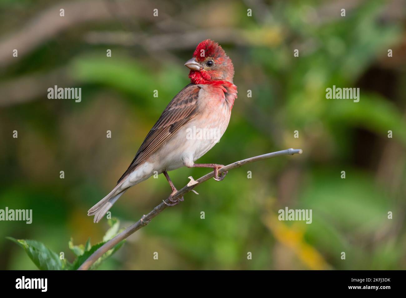 Common rosefinches hi-res stock photography and images - Alamy