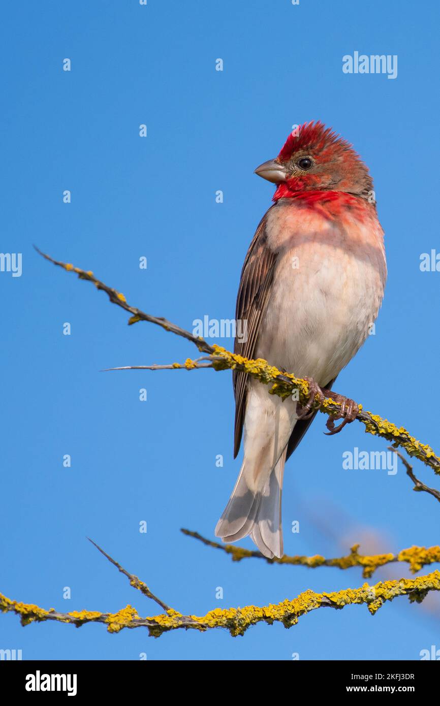 Rosefinches hi-res stock photography and images - Alamy