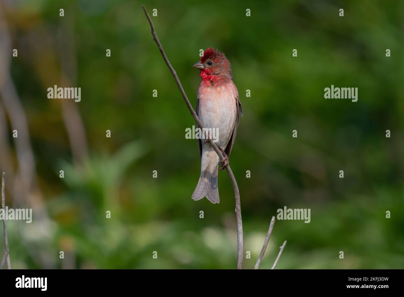Rosefinches hi-res stock photography and images - Alamy