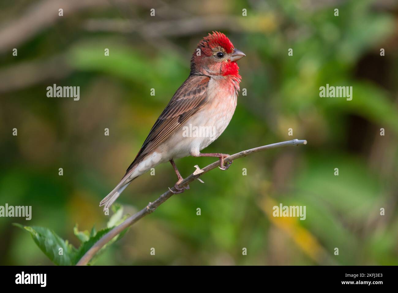Rosefinches hi-res stock photography and images - Alamy
