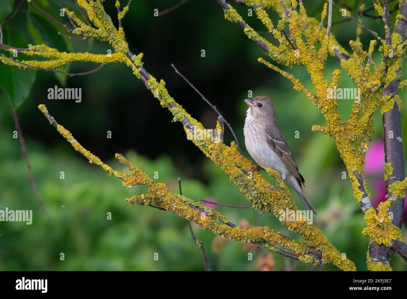 Rosefinch rosefinches hi-res stock photography and images - Alamy
