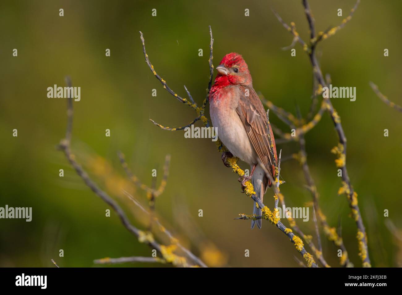 Rosefinches hi-res stock photography and images - Alamy