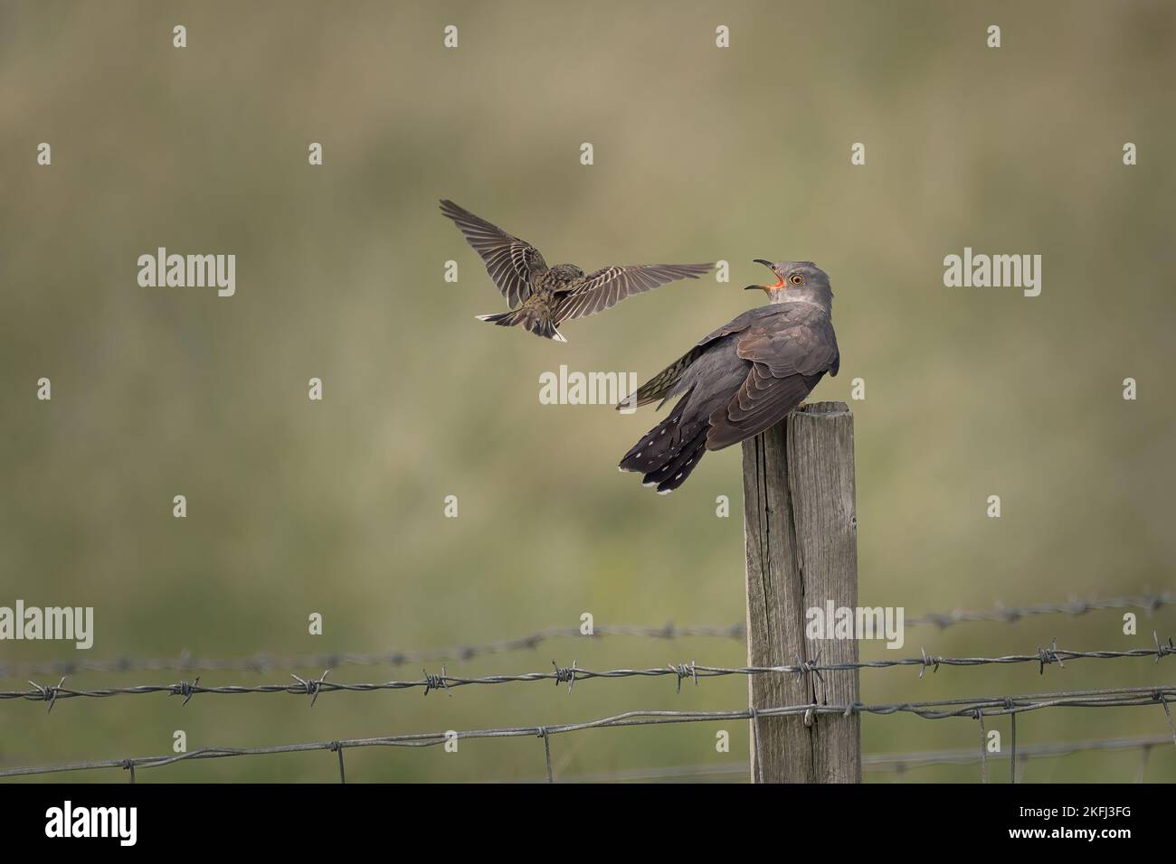 Cuckoo with beak open sat on fence post with barb wire. Meadow Pipit ...