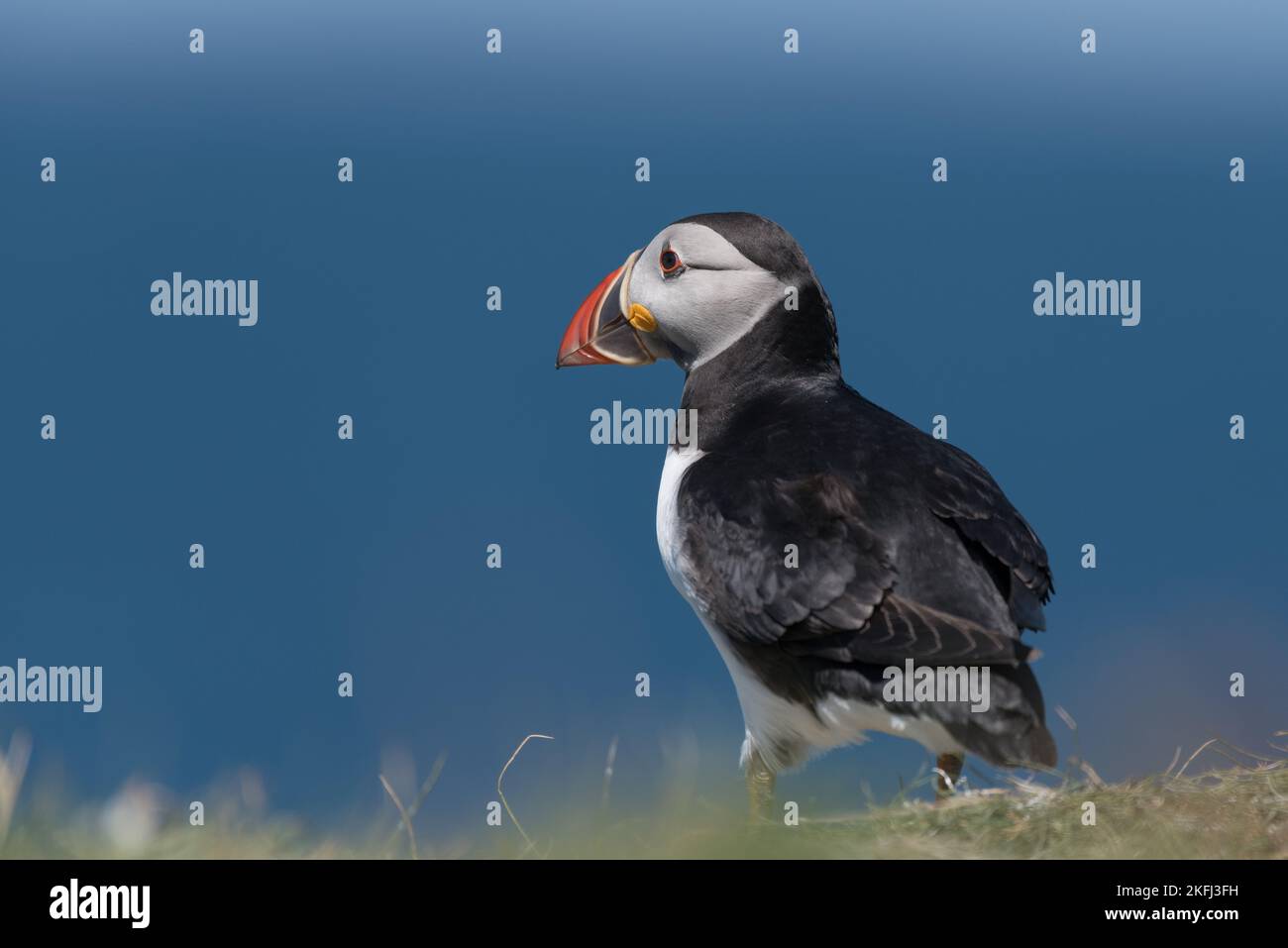 Cute puffin on the headland with amazing clear blue sky. Stood with ...