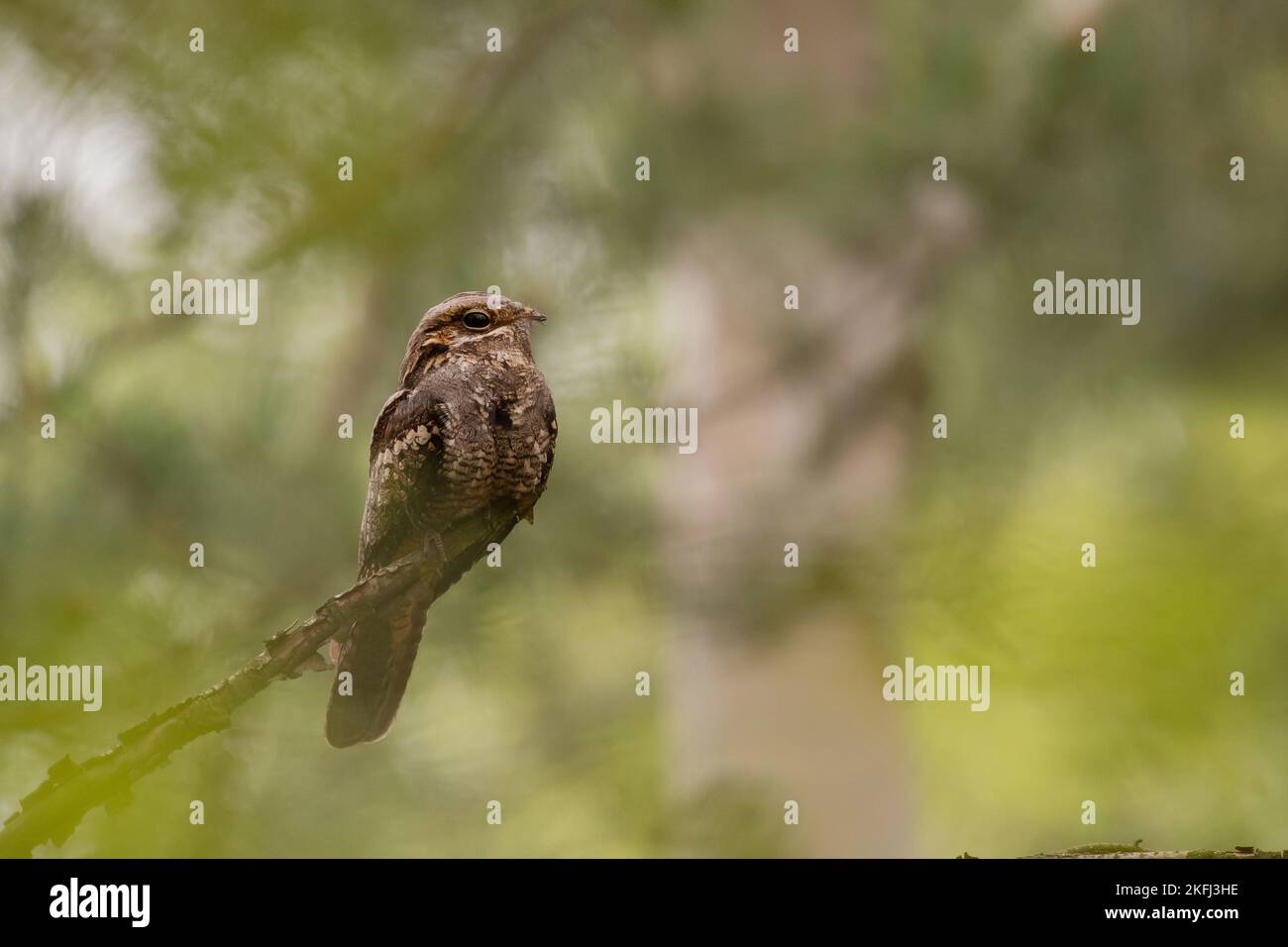 Nightjars caprimulgidae hi-res stock photography and images - Alamy