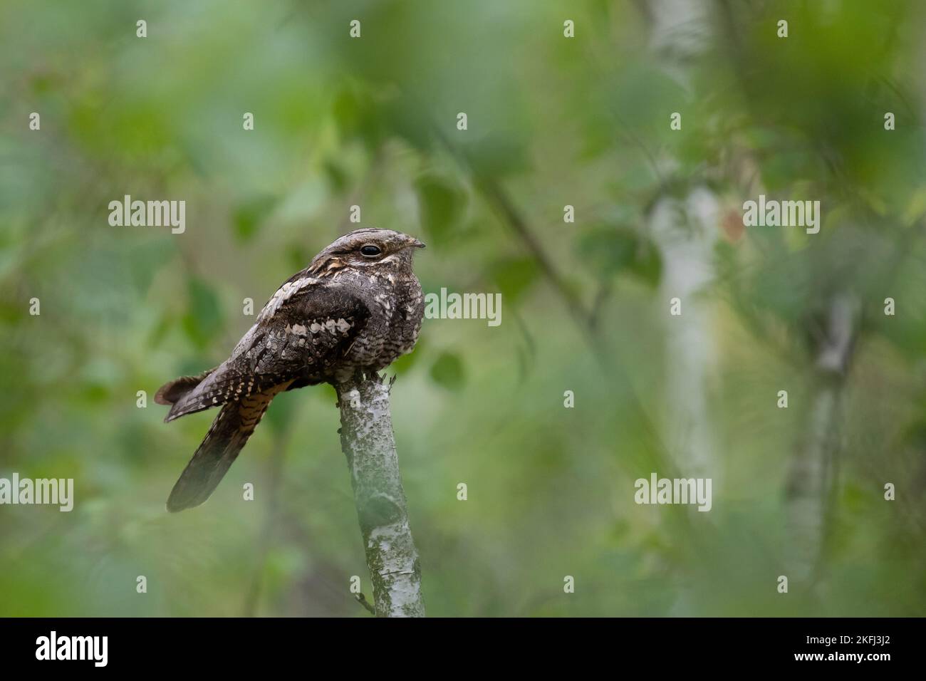 Nightjars caprimulgidae hi-res stock photography and images - Alamy