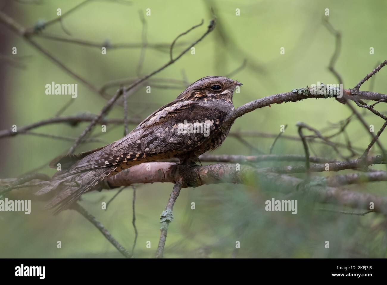 Nightjars caprimulgidae hi-res stock photography and images - Alamy