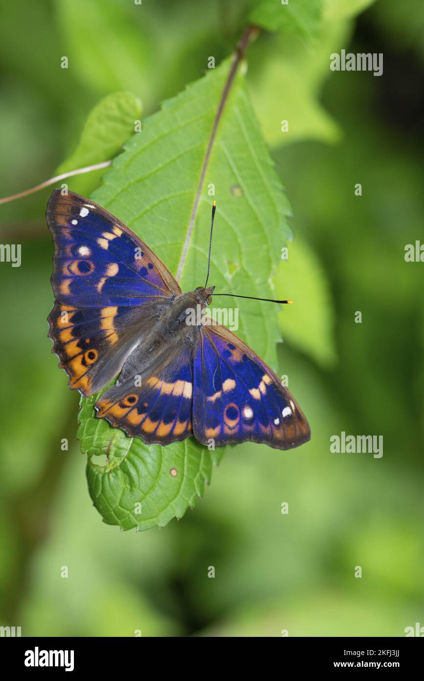 lesser purple emperor Stock Photo - Alamy