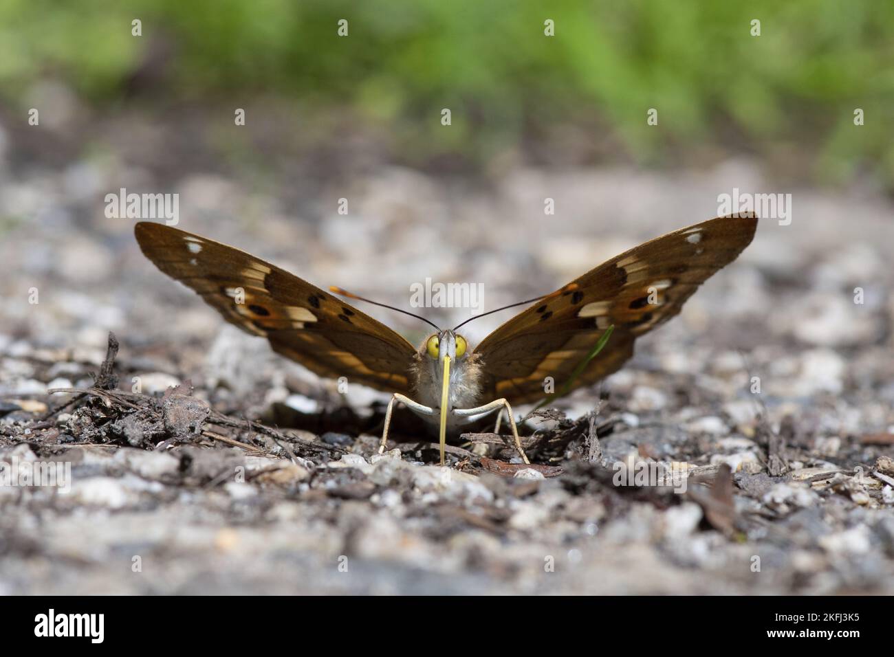 lesser purple emperor Stock Photo - Alamy