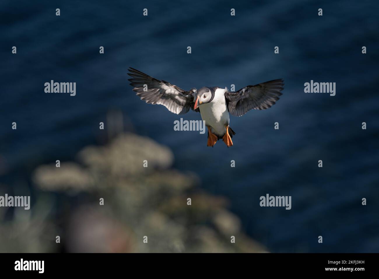 Puffin flying back to land on the grass with their wings spread out ...