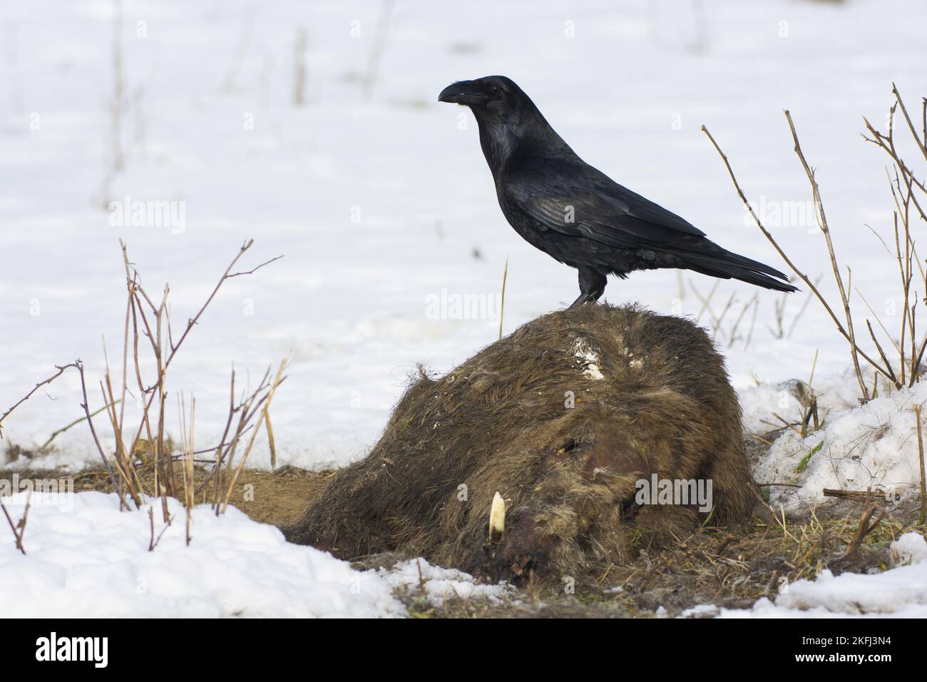 Raven winter food hi-res stock photography and images - Alamy