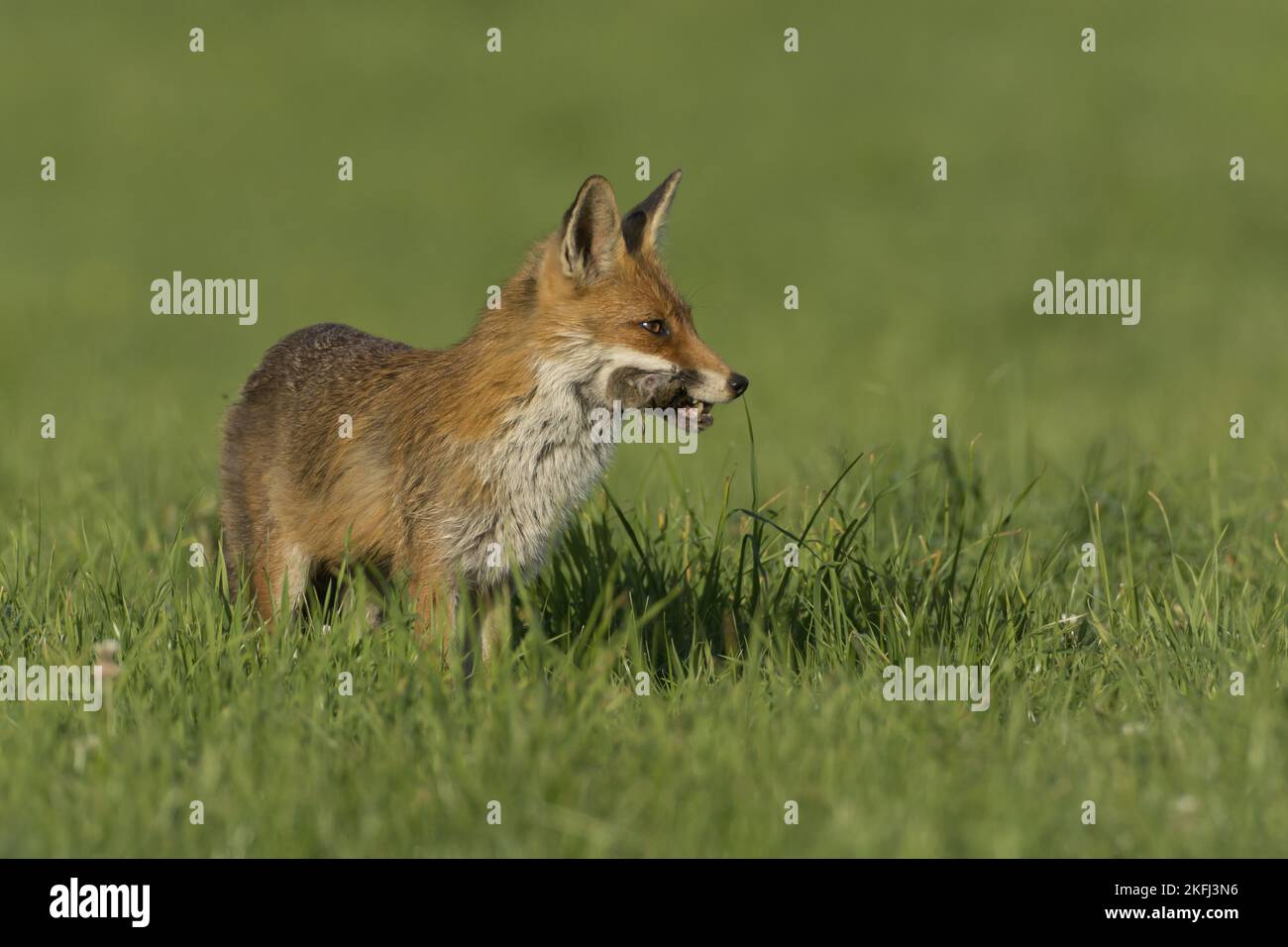 standing Red Fox Stock Photo - Alamy