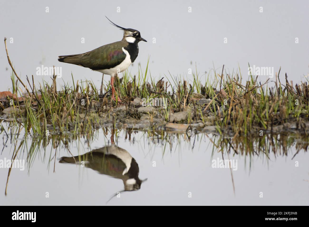 Standing lapwing hi-res stock photography and images - Alamy