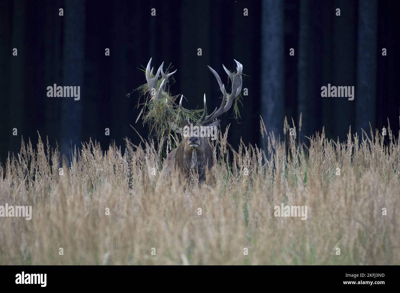Winks meadow hi-res stock photography and images - Alamy