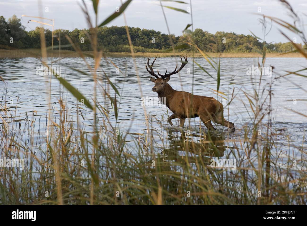 Harts lake hi-res stock photography and images - Alamy