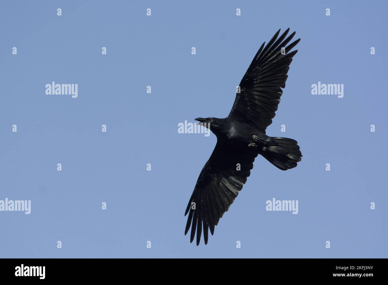 flying Northern Raven Stock Photo - Alamy