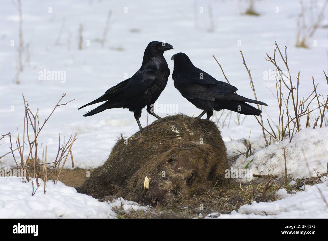 Northern ravens hi-res stock photography and images - Alamy
