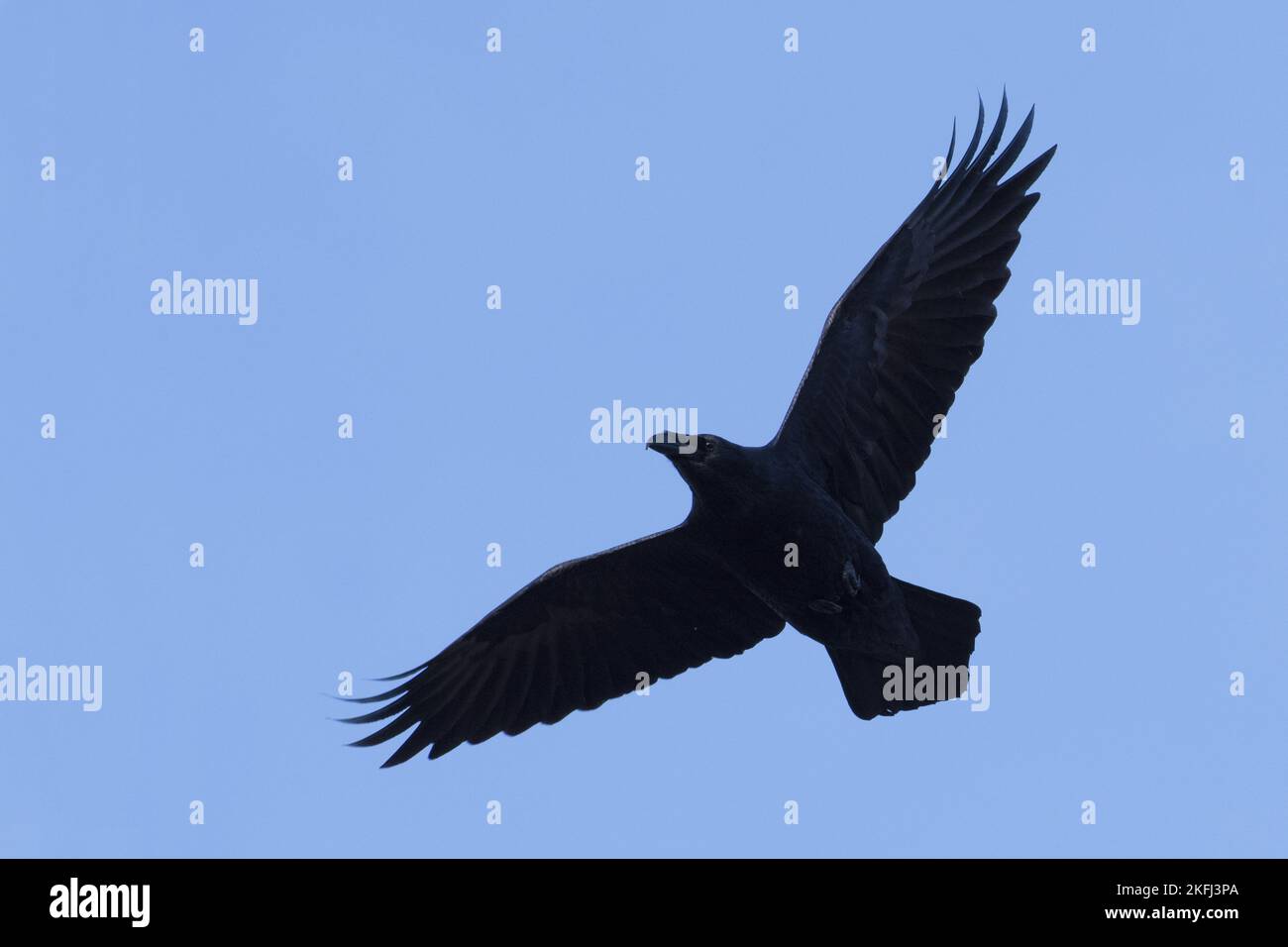 flying Northern Raven Stock Photo - Alamy