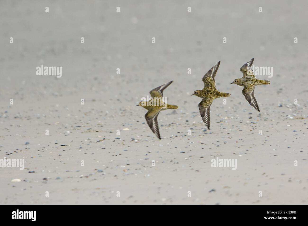 flying Golden Plovers Stock Photo - Alamy