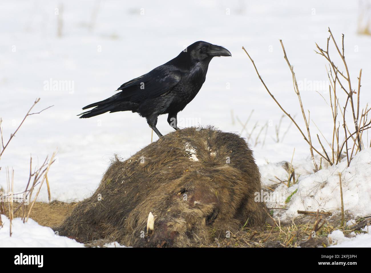 Raven winter food hi-res stock photography and images - Alamy