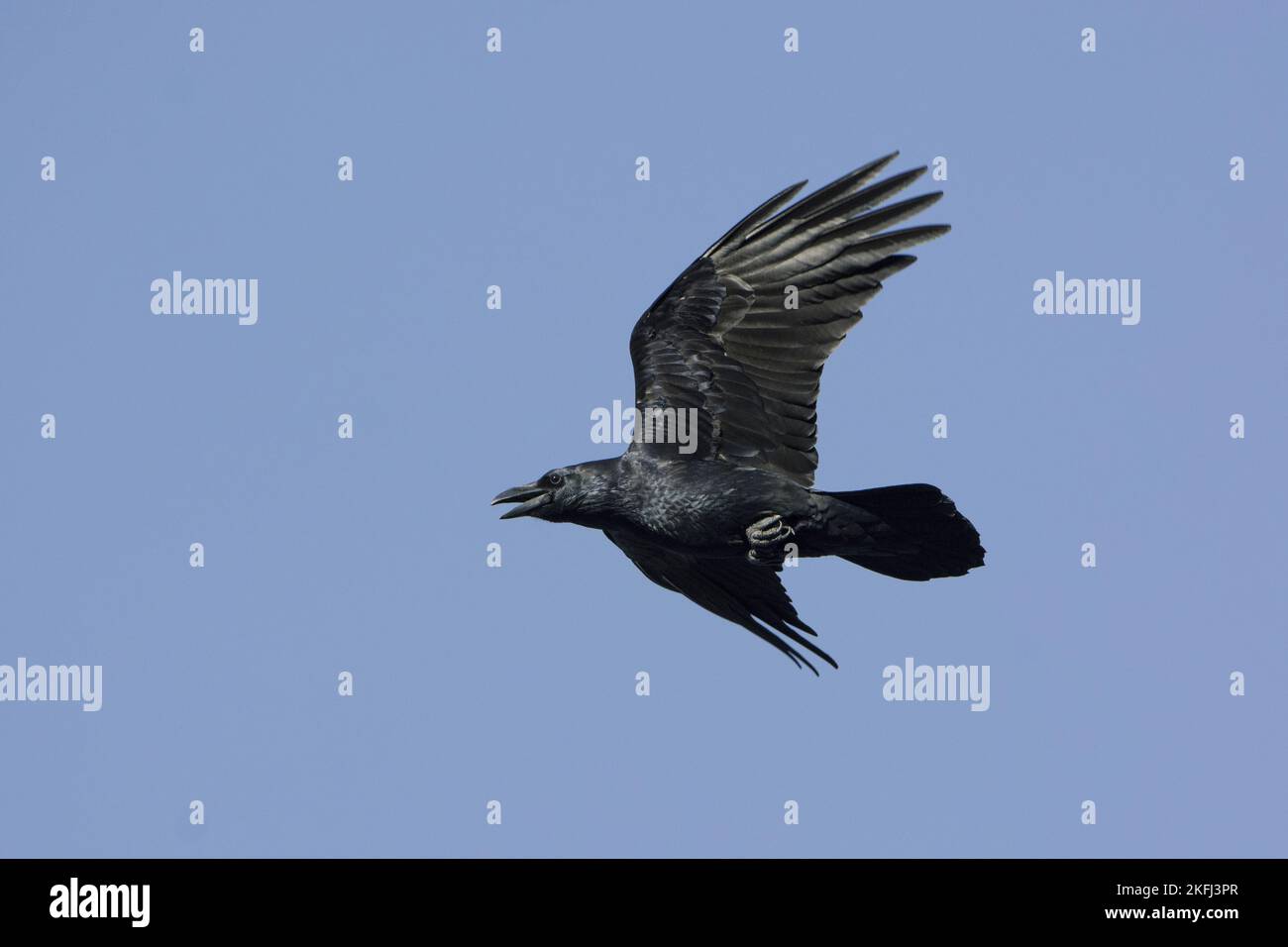 flying Northern Raven Stock Photo - Alamy