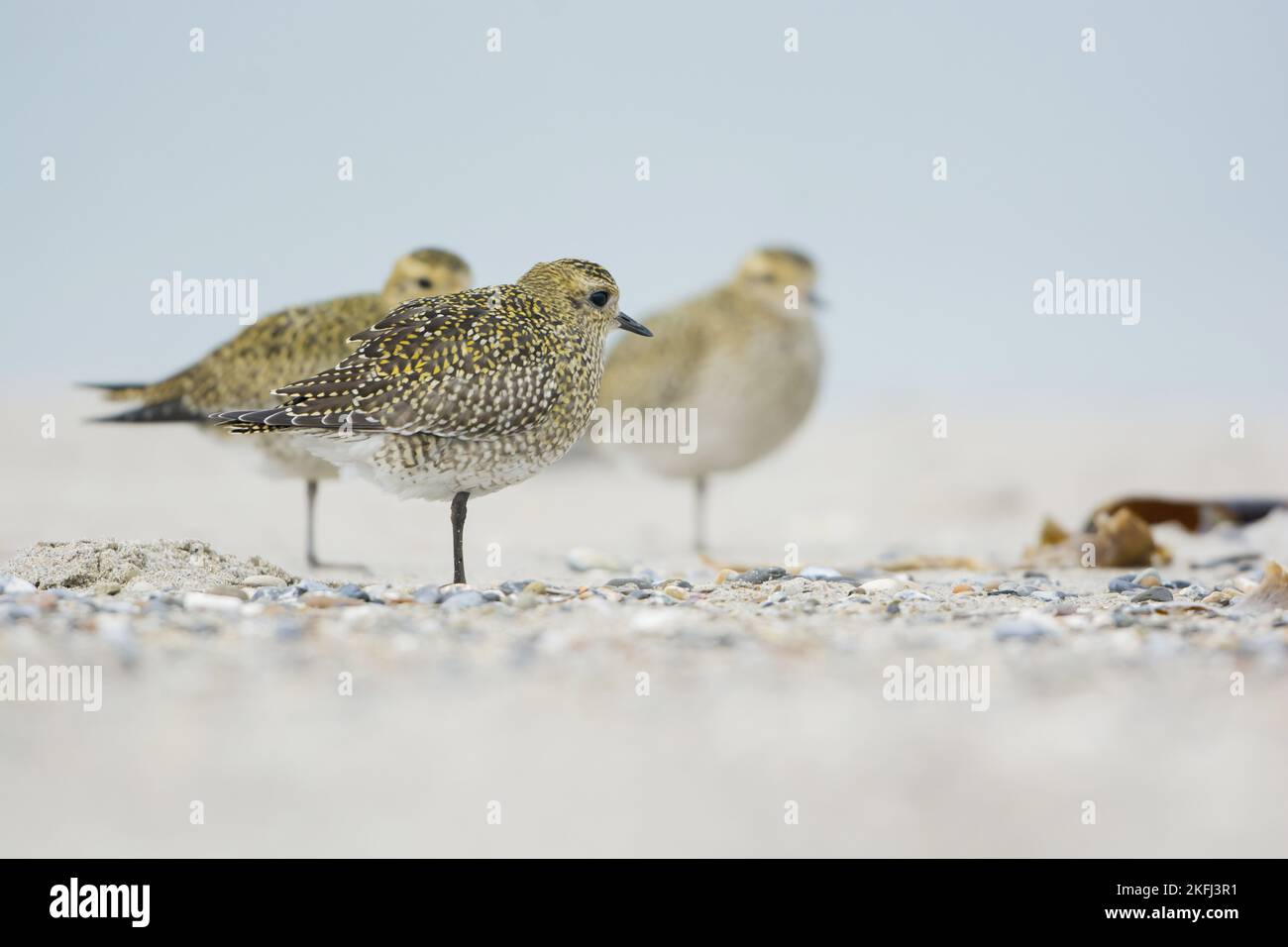 Golden plovers hi-res stock photography and images - Alamy