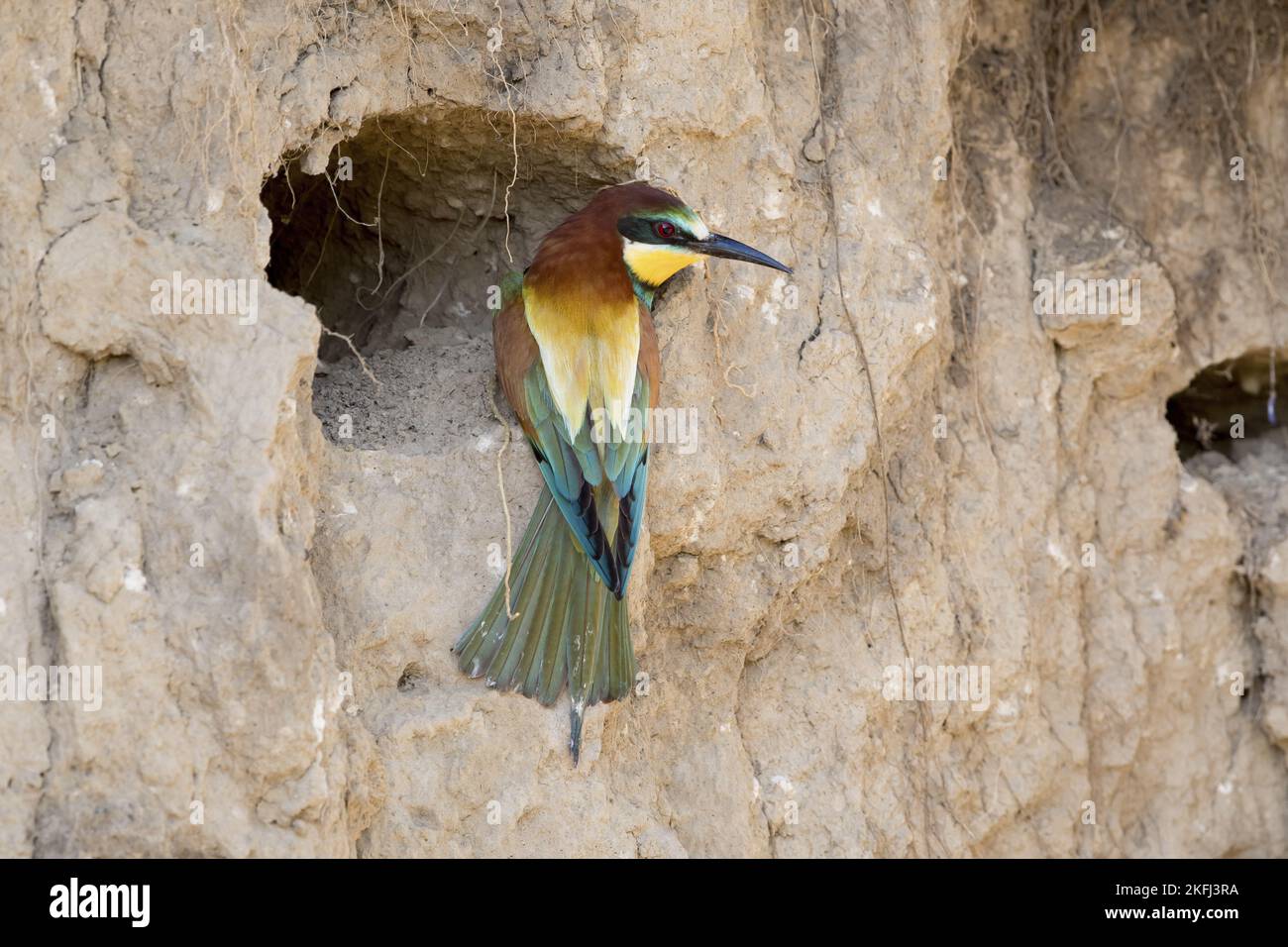 Bee backside hi-res stock photography and images - Alamy