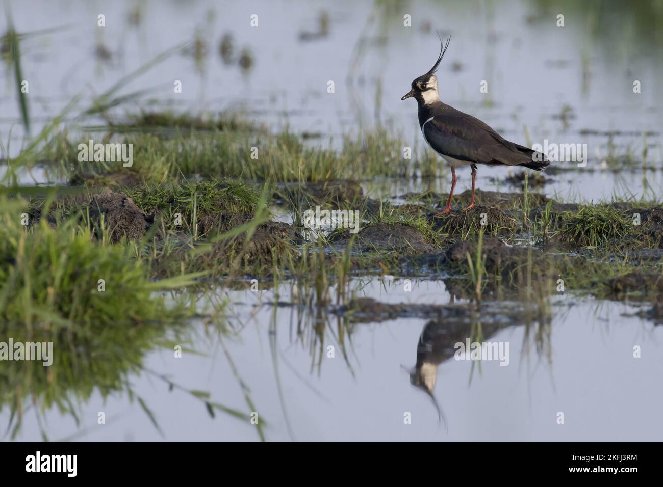 Standing lapwing hi-res stock photography and images - Alamy