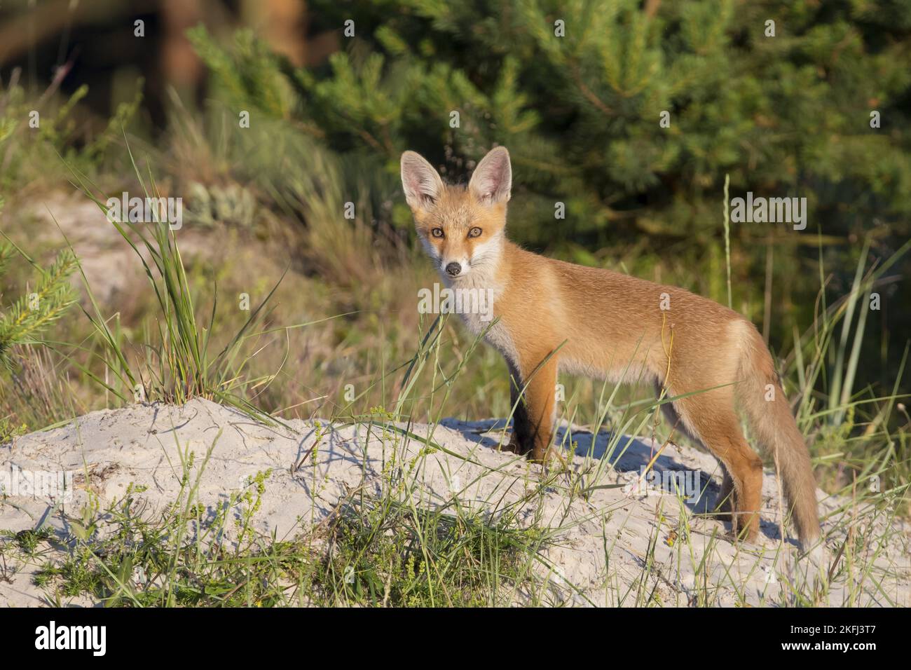 Red fox grass stalk hi-res stock photography and images - Alamy