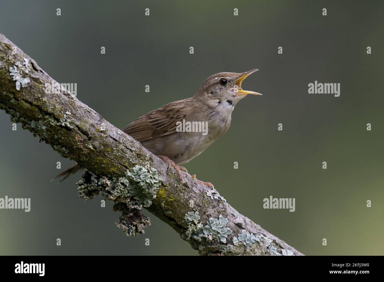 sitting common Grasshopper Stock Photo - Alamy
