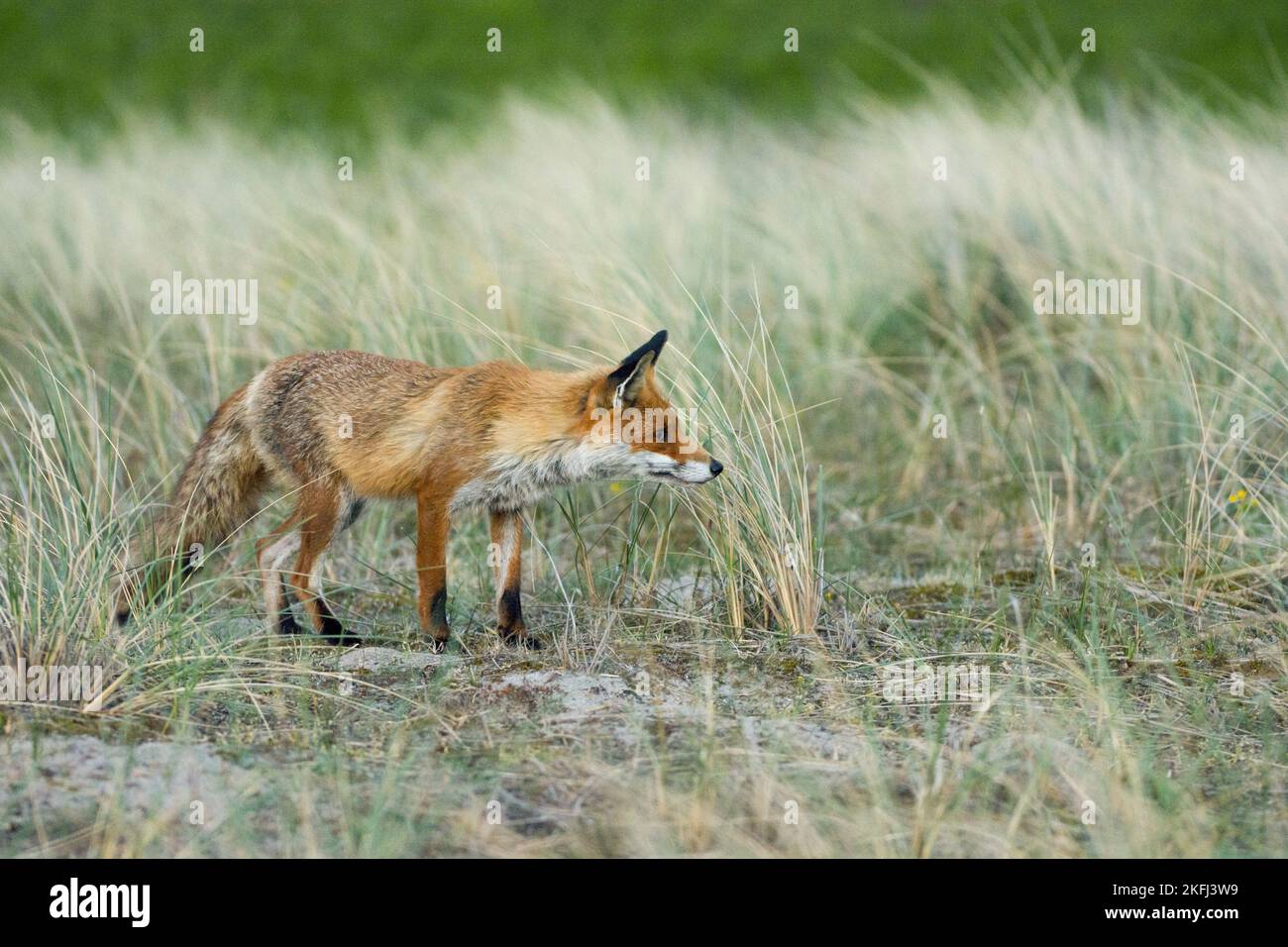 standing Red Fox Stock Photo - Alamy
